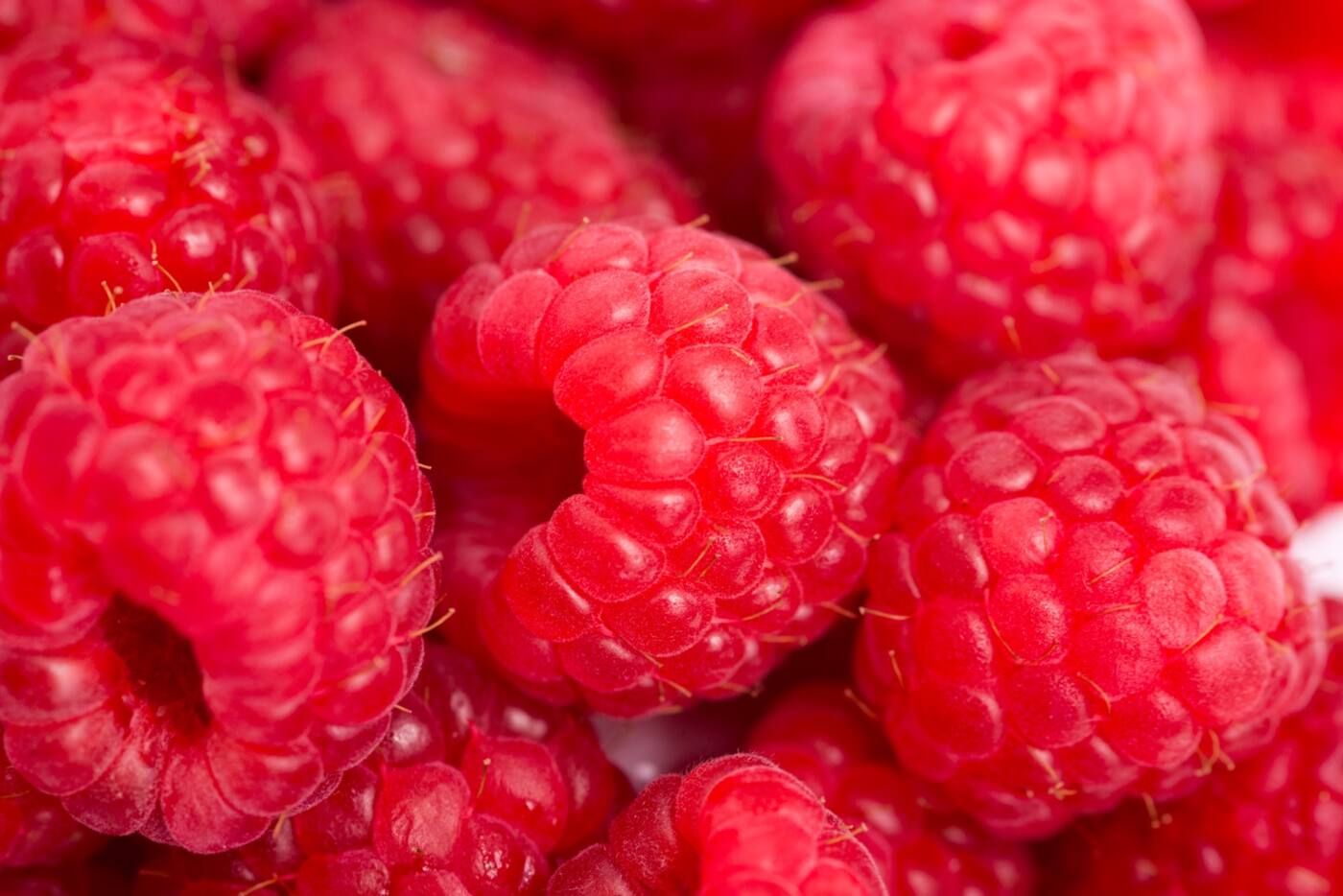Raspberries: the perfect balance between taste and shelf life